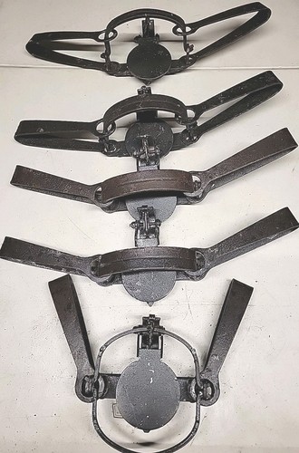 5 Victor Number 3 Longspring Foothold Traps Paws I Trip Trapping Bobcat ...