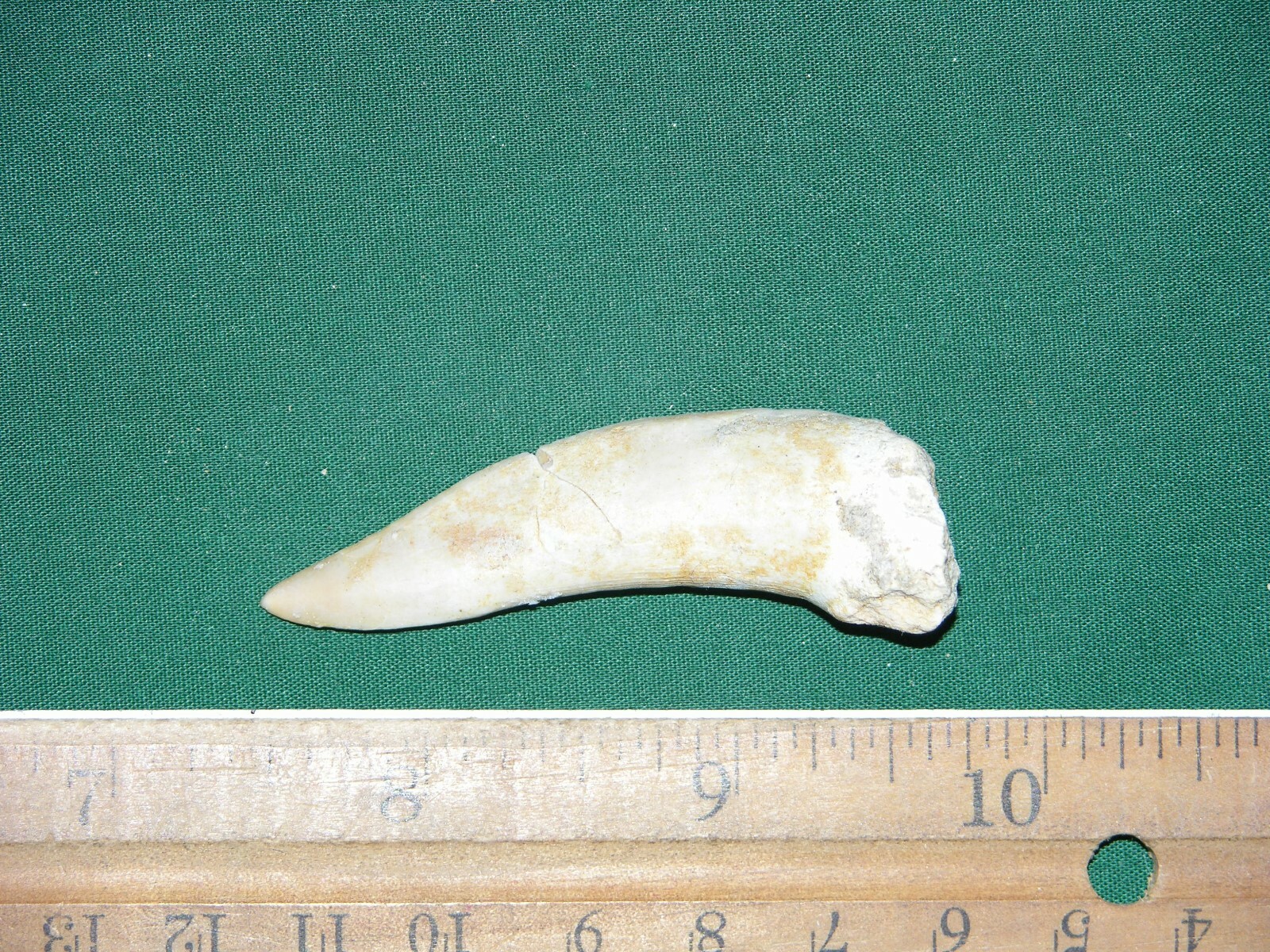 Saber tooth Herring fossil tooth Enchodus Cretaceous 2–2.5 inch T23 | eBay