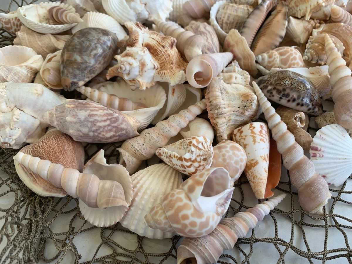 Beautiful Sea Shells