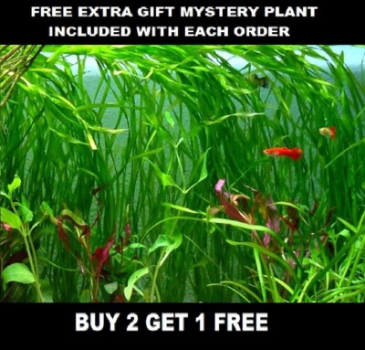 6 Plants Jungle Vals Vallisneria Live Freshwater Aquarium Plants ...
