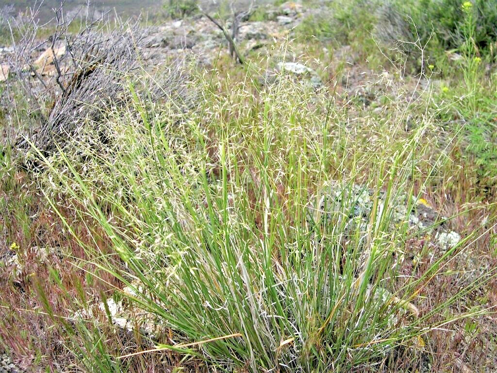 Indian Ricegrass Colorado Plant Database, Colorado State University