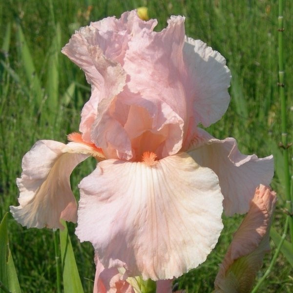 Tall Bearded Iris Reblooming Pink Attraction Freshly Dug 1 Root ...