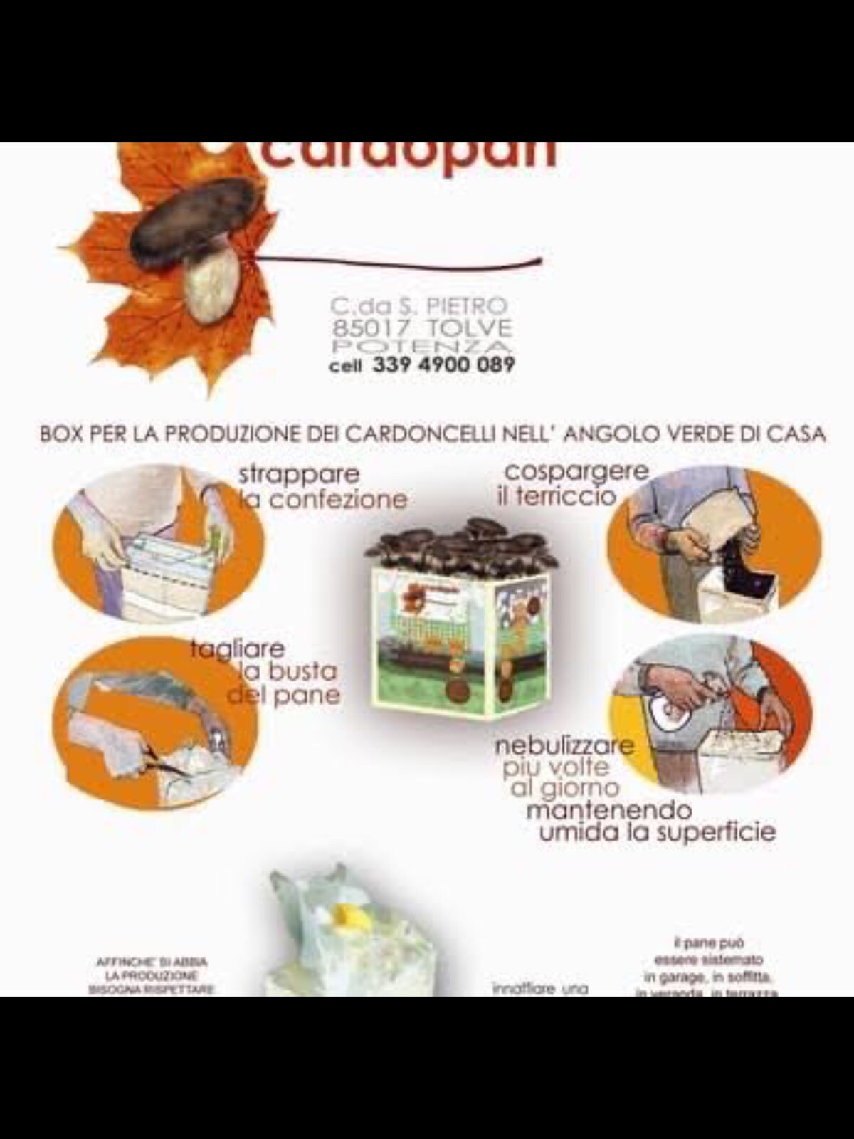 MiniSerra Coltivazione Funghi Cardoncelli + 6 Ballette substrato alta ...