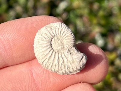 NICE Poland Fossil Ammonite Jurassic Age Oxfordian Polish Fossils | eBay