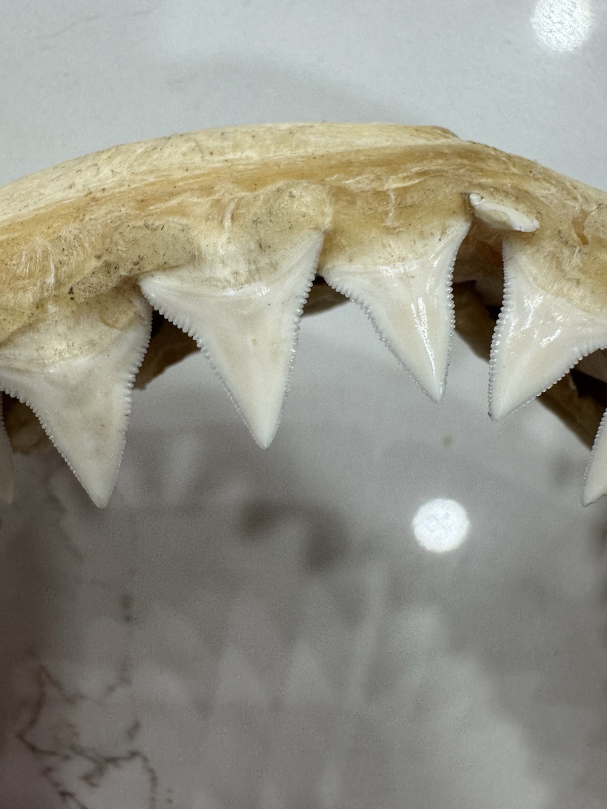 Bull Shark Jaw Taxidermy 12x12” | eBay