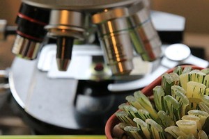 Microscopes and Succulents | eBay Stores