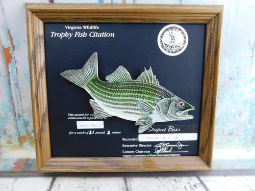 1986 Virginia Trophy Fish Citation Angling Award Framed Striped Bass 21 ...