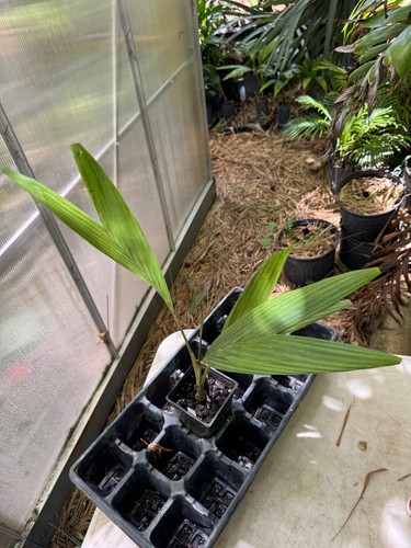 Cyphosperma balansae palm tree, New Caledonia | eBay