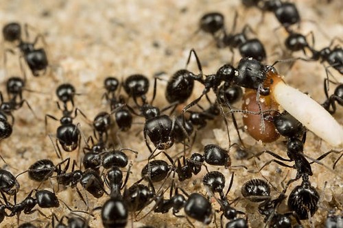 Black Desert Harvester Ants Veromessor Pergandei Queen Ant W Brood Live ...