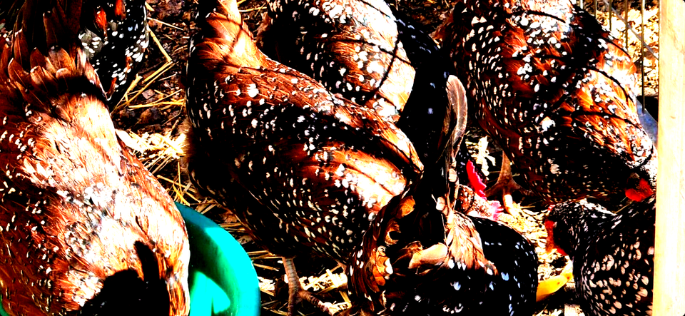 6+ NPIP/AI Clean Speckled Sussex Chicken Hatching Eggs SHOW QUALITY ...