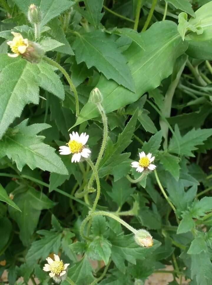 Ceylon Tridax procumbens Coat buttons Dry Plant Mexican daisy Tridax ...