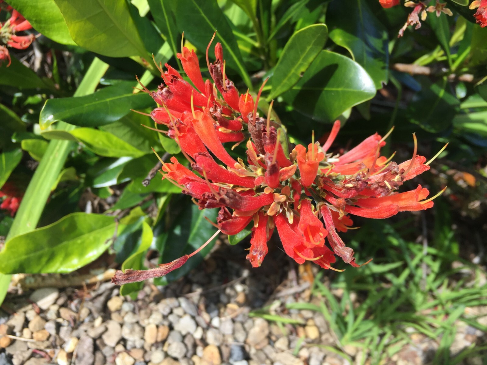 Flame Bush - 25 seeds - Alberta magna - Natal Flame Tree | eBay