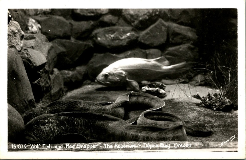 RPPC Depoe Bay Oregon OR Aquarium Wolf Fish and Red Snapper UNP ...