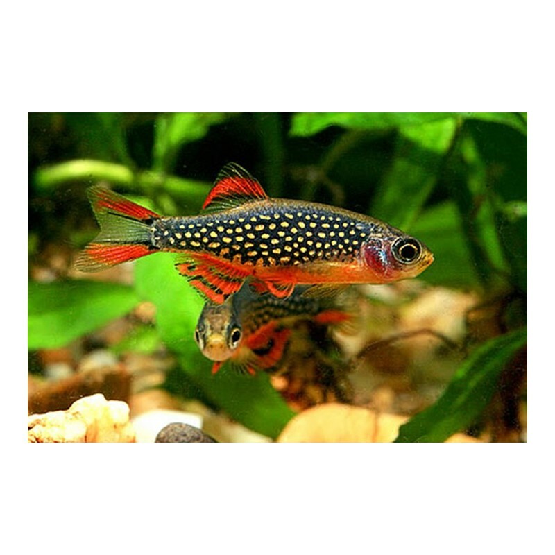 Galaxy Rasbora Danio Margaritatus, Galaxy Rasbora : Fisheries,