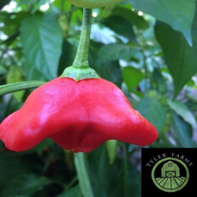 10+ Bishop's Crown Pepper Seeds | Naturally grown chile seeds | Uba ...