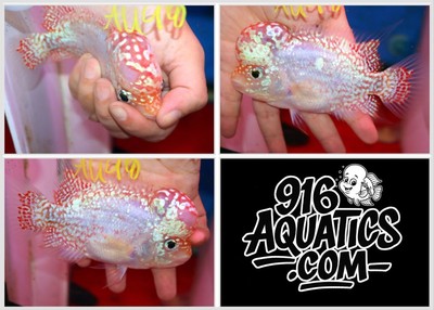 4.5 INCH GOLDEN BASE KING KAMFA (CURL GULL PLATE) AU98 | eBay