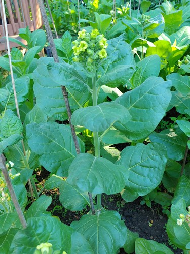 HOPI Indian Ceremonial TOBACCO 2000+ seeds Sacred Mapacho Aztec FRESH ...