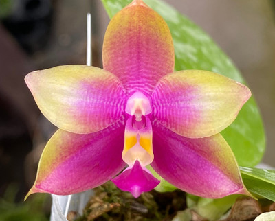 Original Phal Phalaenopsis Mituo Blue Smurf x KS Blue Ludde-FRAGRANT | eBay