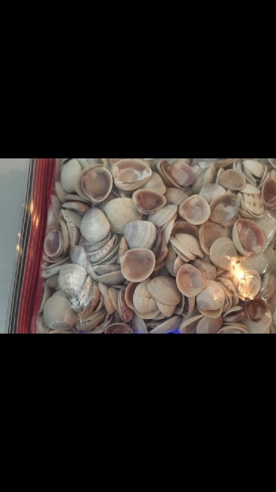 6 Pounds Cross-barred venus clam lot / Florida Sea Shells | eBay