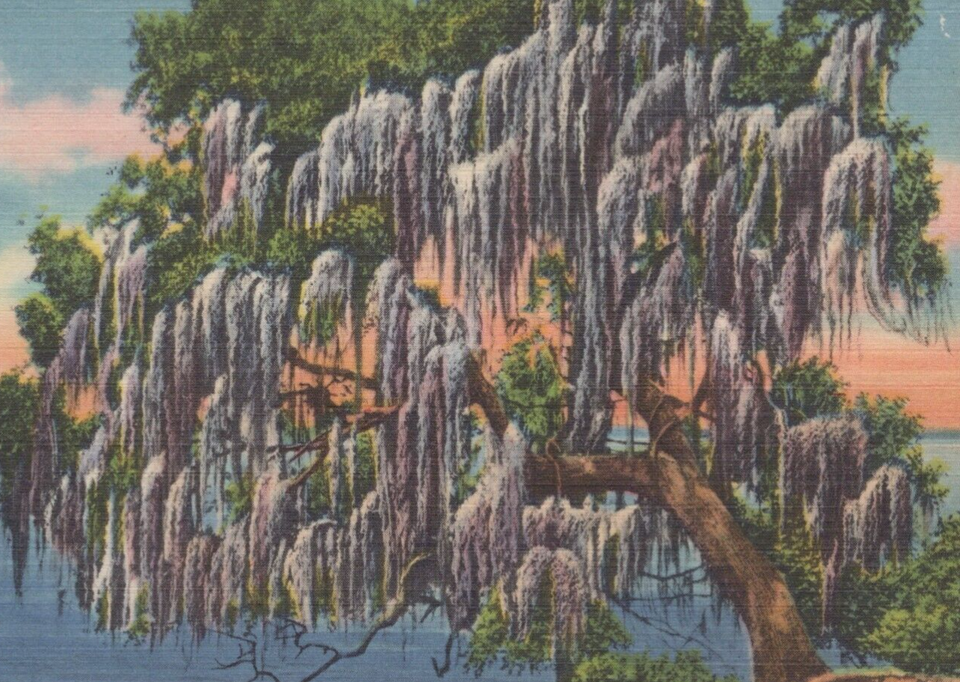 Age-Old Live Oak Monarch Tree Spanish Moss South Linen Vintage Post ...
