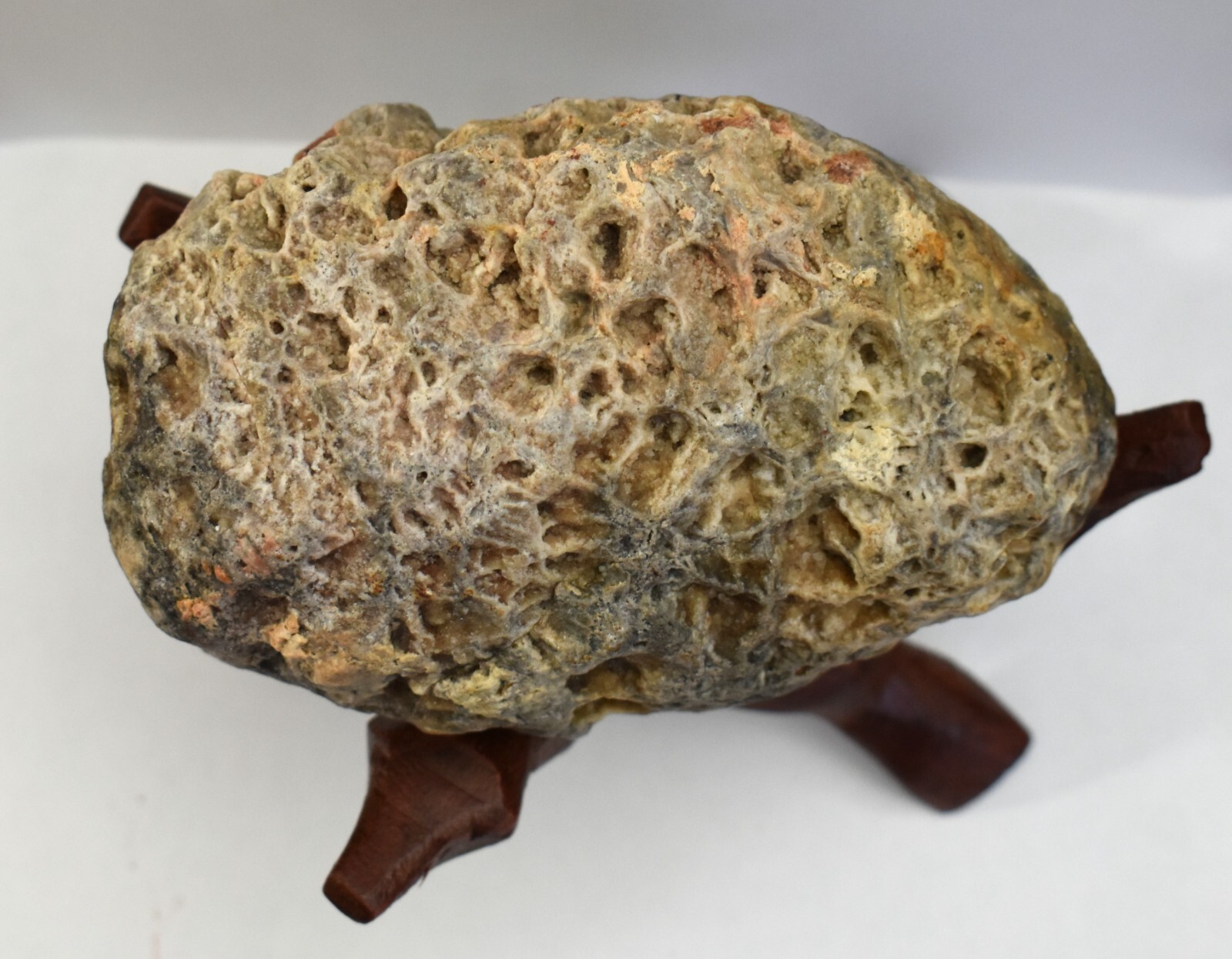 Golden Drusy Crystal Brain Geode North Carolina on Display Carved Wood ...