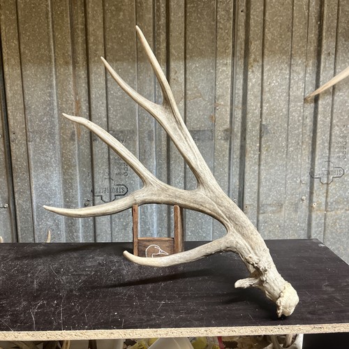 Awesome Double Beam Mule Deer! A Grade Crafts Mancave Cabin Decor ...