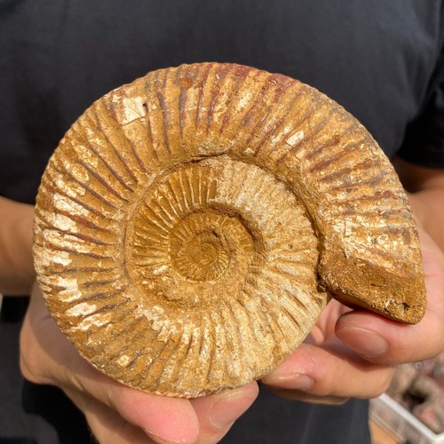 355g Natural Raw Ammonite Fossil Conch Crystal Cluster Specimen Healing ...