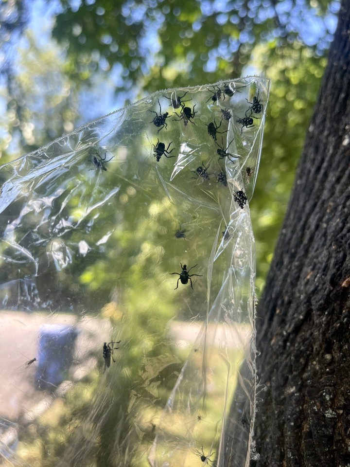 Spotted Lanternfly Trap | eBay