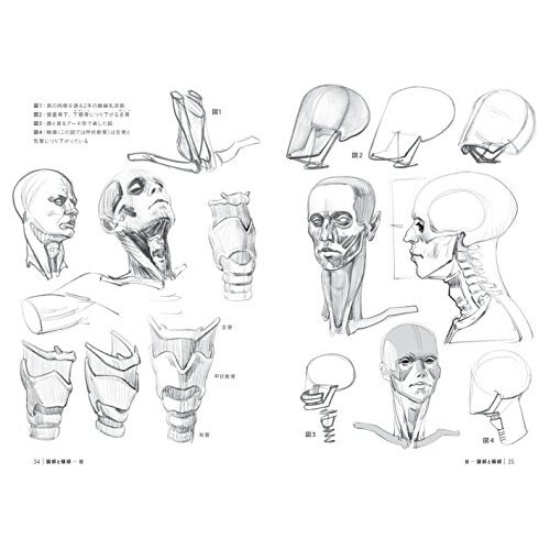 Draw from bone Morpho Human Body Drawing Mini Series Technique Guide ...