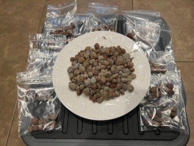 JAVA ROSE APPLE SEEDS for PLANTING - 10 each | eBay