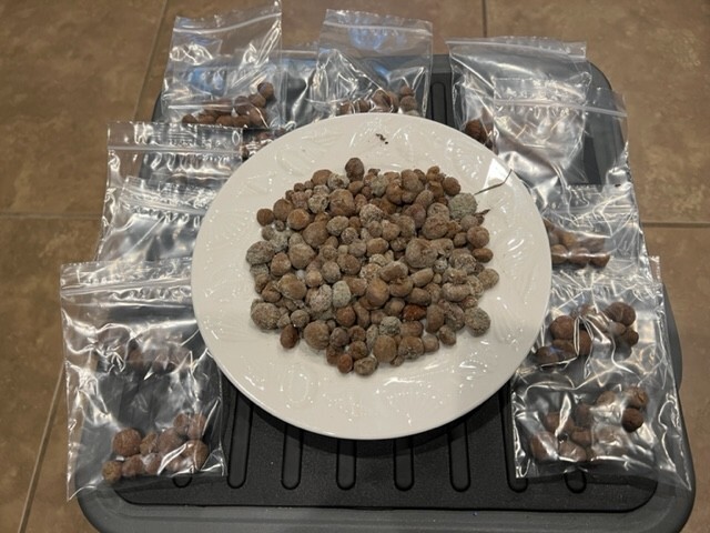 JAVA ROSE APPLE SEEDS for PLANTING - 10 each | eBay