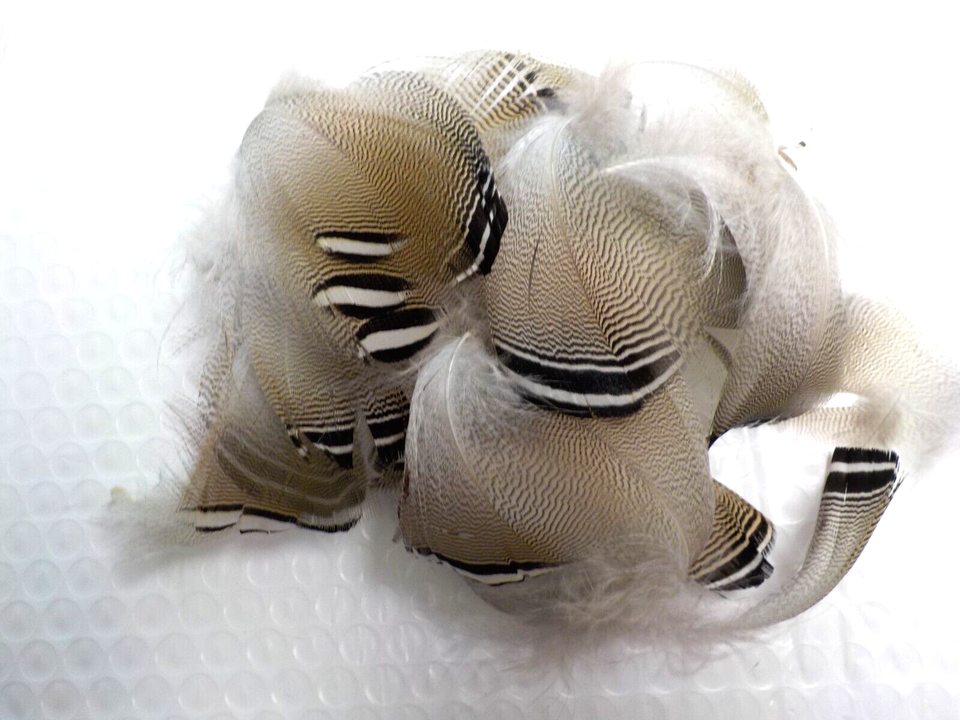 24+ Barred Flank Wood Duck Feathers, for Crafting & Fly Tying Large | eBay