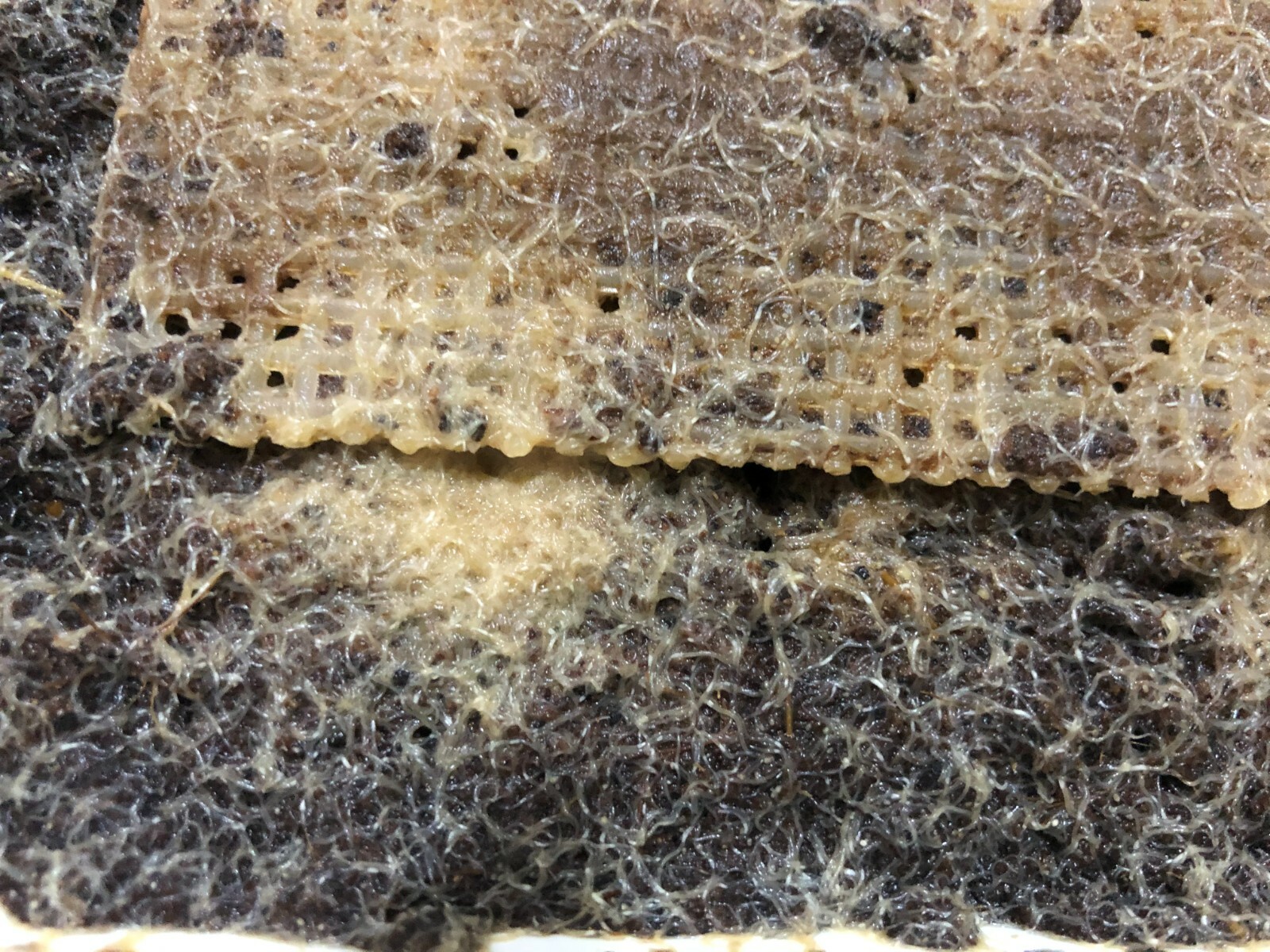 Grindal worms (Enchytraeus buchholzi) as a food for fish >> killi.co.uk