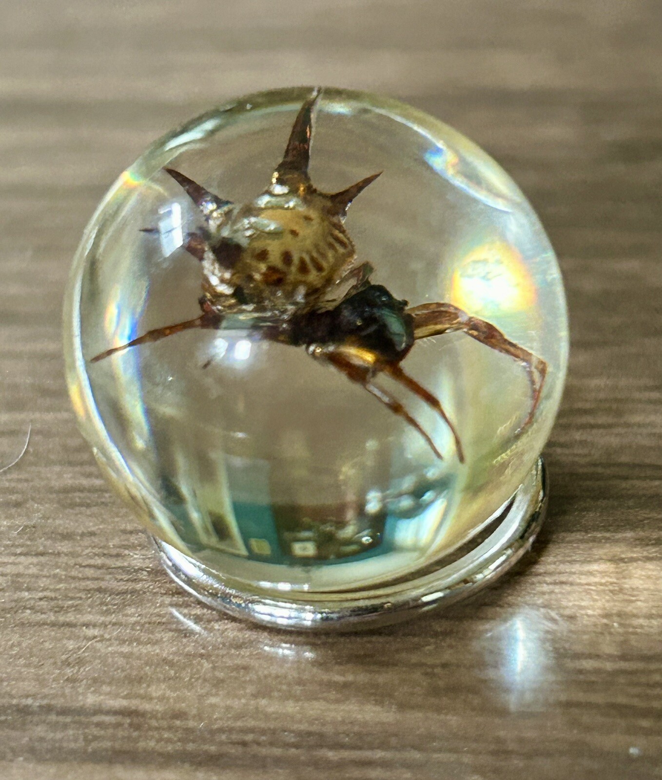 Spider Marble Spiny Spider Specimen Rein Orb Insects | eBay