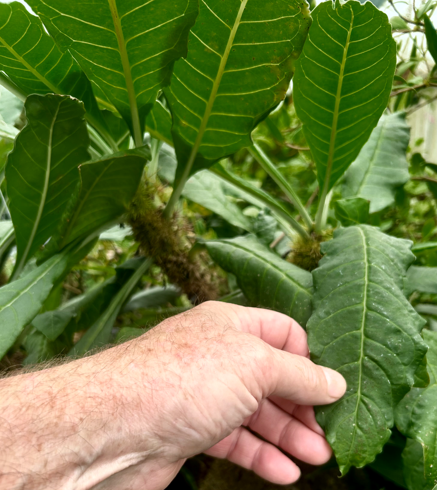 Anthorrhiza caerulea F1-seed grown, giant, blue flowered ant plant from ...