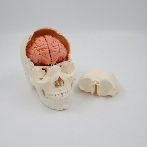 1:1 Medical Science Didactic 22 Parts Adult Humans Skull Model+8 Part ...
