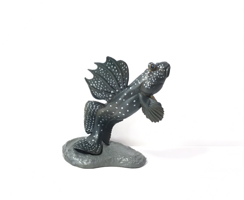 Blue Spotted Mudskipper Blue Spotted Mudskipper Live At Mudflat In