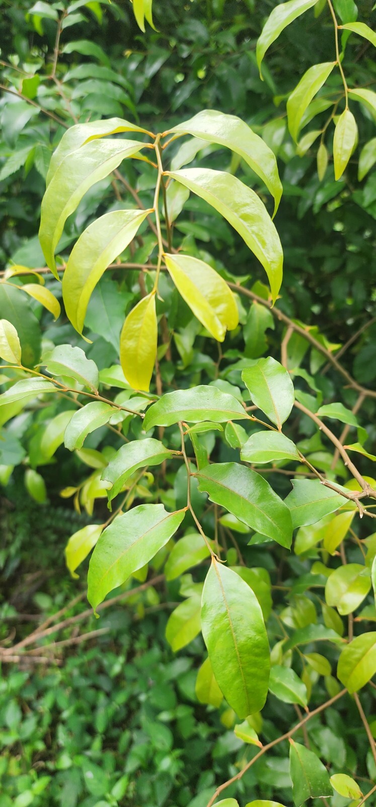 Rare Olax zeylanica Leaves Ceylon Olax Tea Medicine for Urinary tract ...