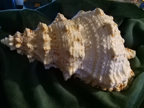 Large Frog Conch Shell 9 In X5in | eBay
