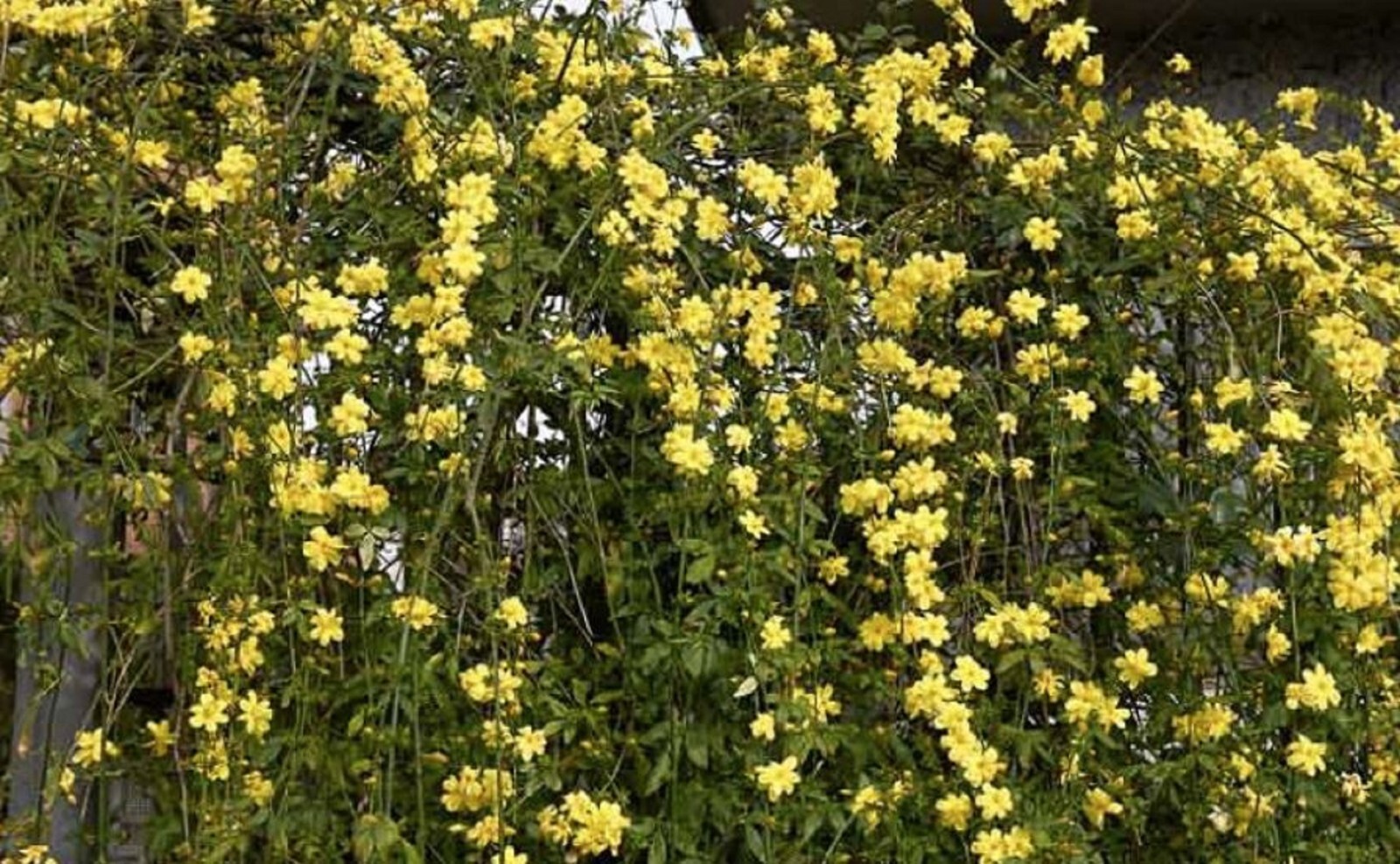 Primrose jasmine/Italian Jasmine/Jasminum mesnyi - Yellow flower climb ...