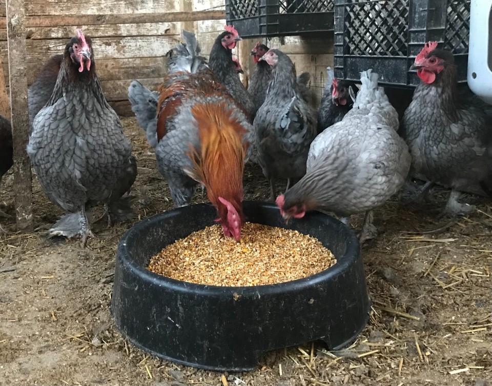 10 ++ French Standard 100% Blue Copper Marans Hatching Eggs ~Proven ...