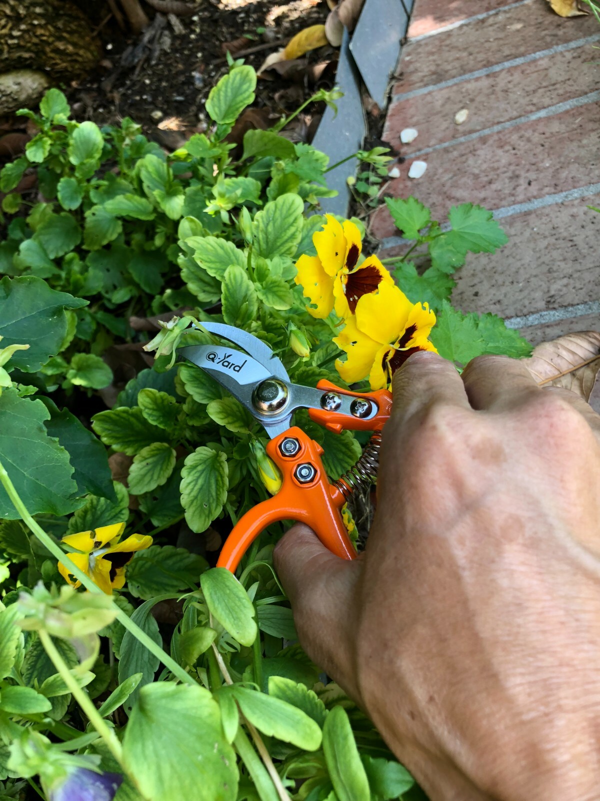 2 - pack Q-YARD Pruning Shear, Mini-Trimmer Extra Sharp Garden Hand ...