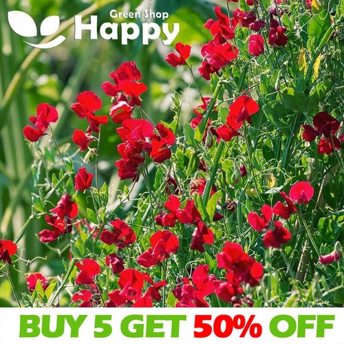 SWEET PEA - WINSTON CHURCHILL 30 SEEDS - Lathyrus Odoratus - Ruffled ...