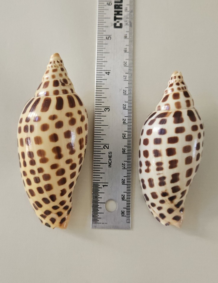 Two Scaphella Junonia Shells | eBay