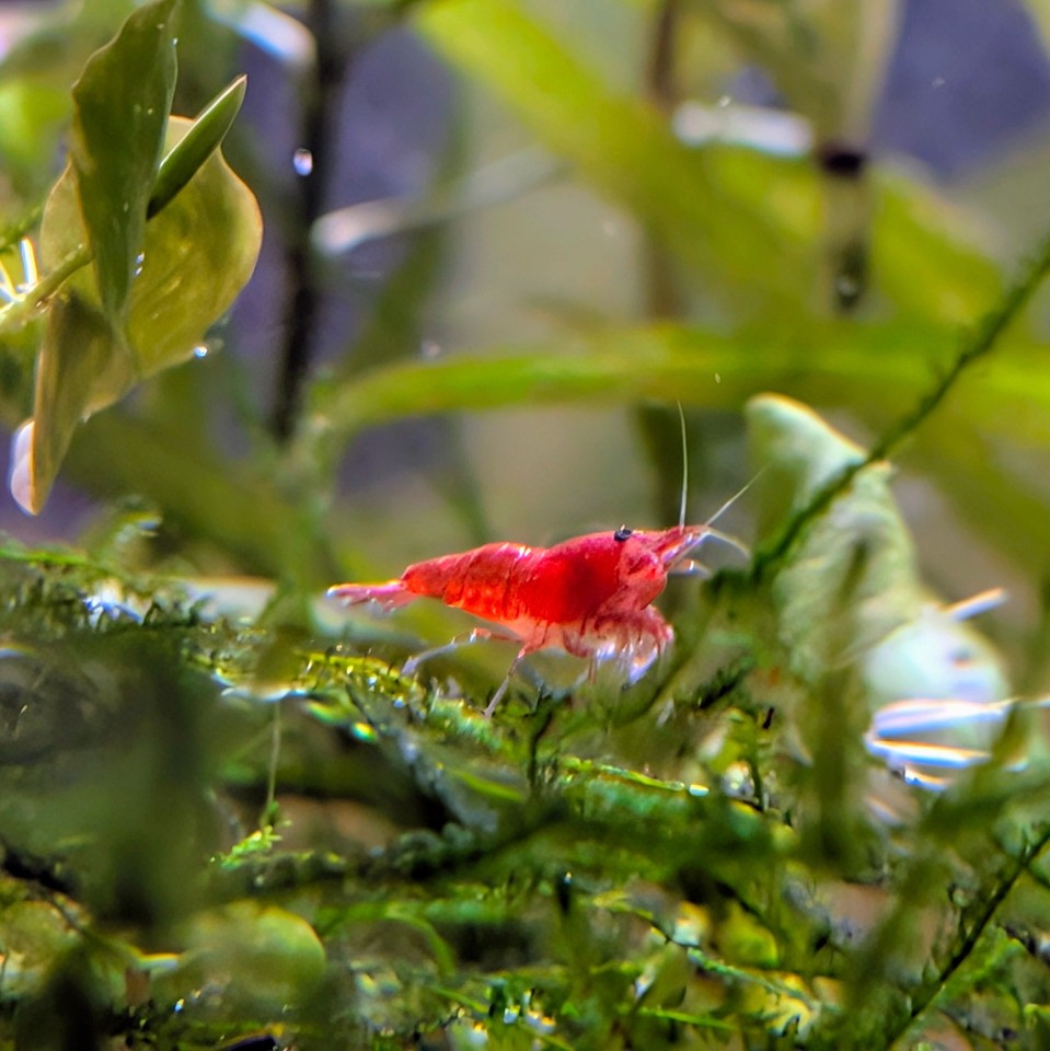 5+1 Tx Bred Red Neocaridina Cherry Shrimp + Free Java Moss Starter ...