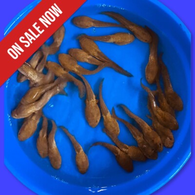 100 Lot Live Bullfrog Tadpoles For Koi and Goldfish Pond pkf | eBay