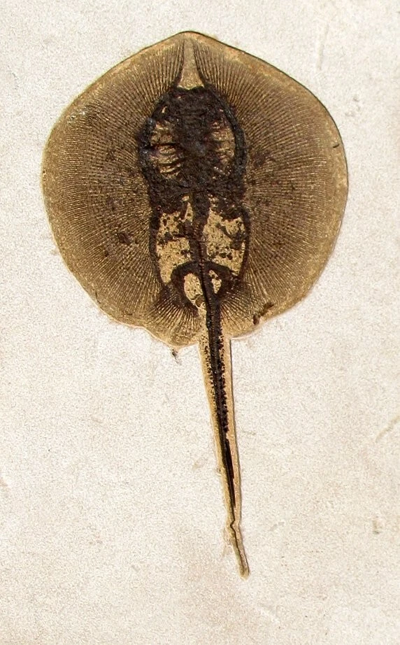 Stingray Fossil