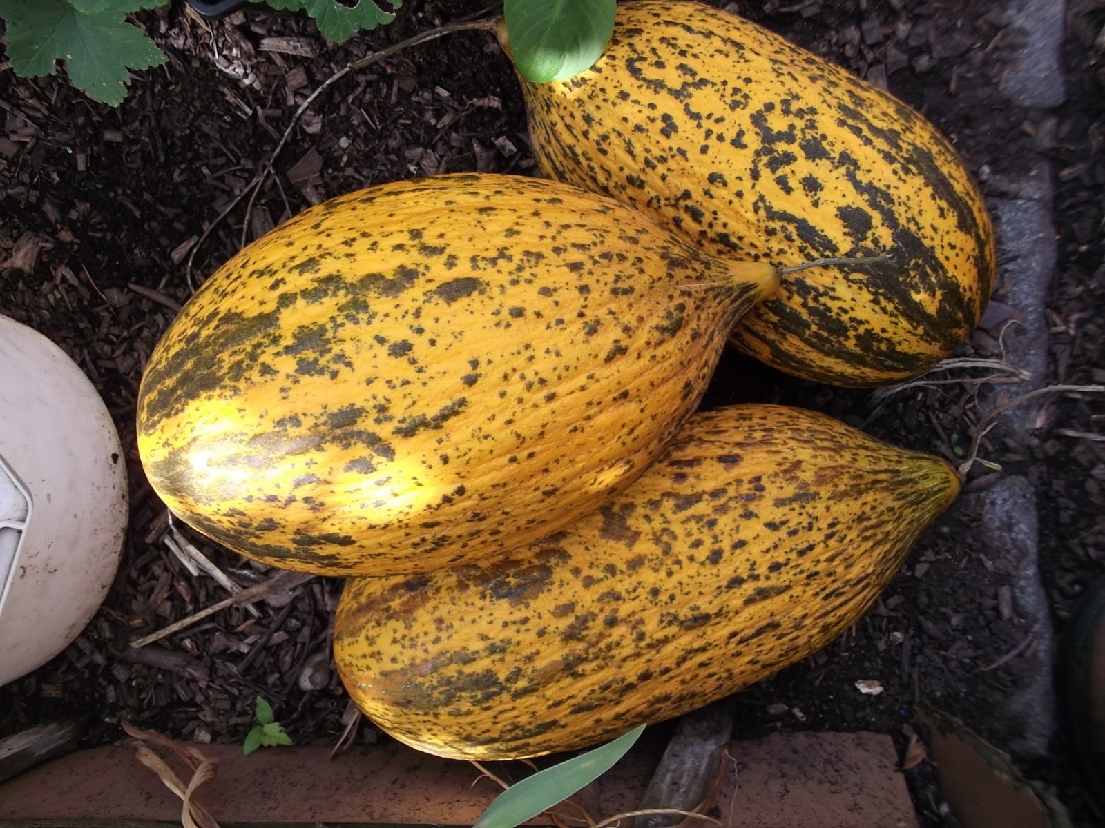 DALAMAN MELON - TURKISH MELON 30 SEEDS | eBay UK