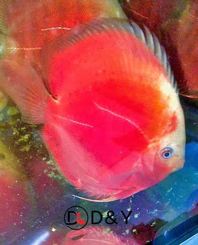 Pack of 1 Live Discus Fish -Red Valentine HB - size 3.5in - 4in - USA ...
