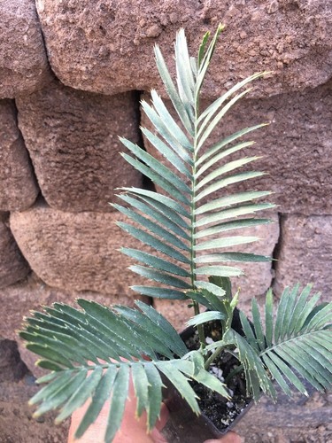 Encephalartos Cerinus WAXEN CYCAD Dwarf Blue Plant Ice Blue Cycads ...